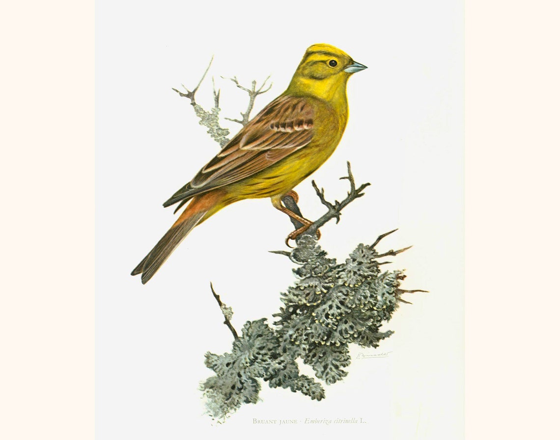 1969 Yellowhammer Print, Vintage Bird Print, Illustration, Ornithology ...