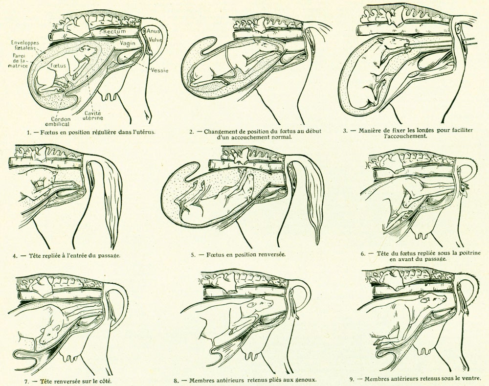 Sviluppo Del Feto Di Cavallo