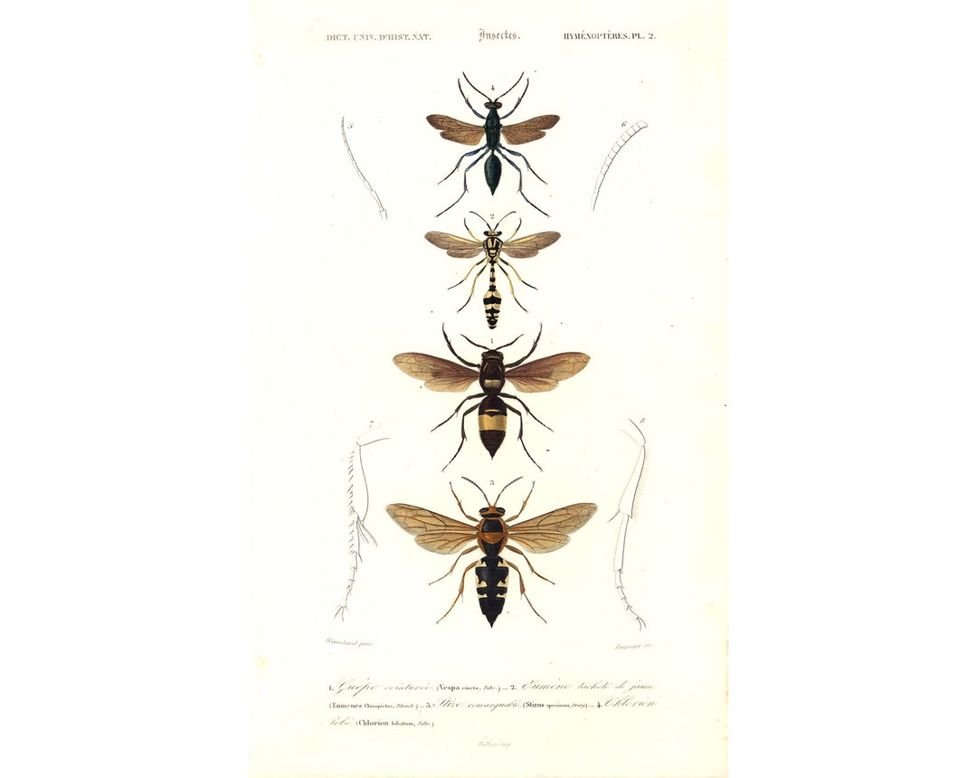 1861 Antique Wasp Print. Hand Colored. Orbigny Entomology. Natural ...