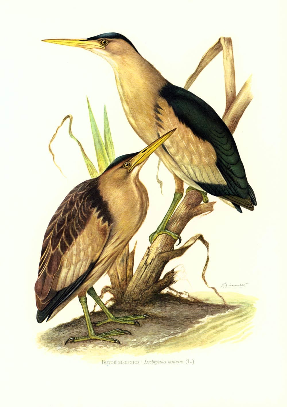 1969 Heron Little Bittern Vintage Wading Birds Illustration Shorebirds ...