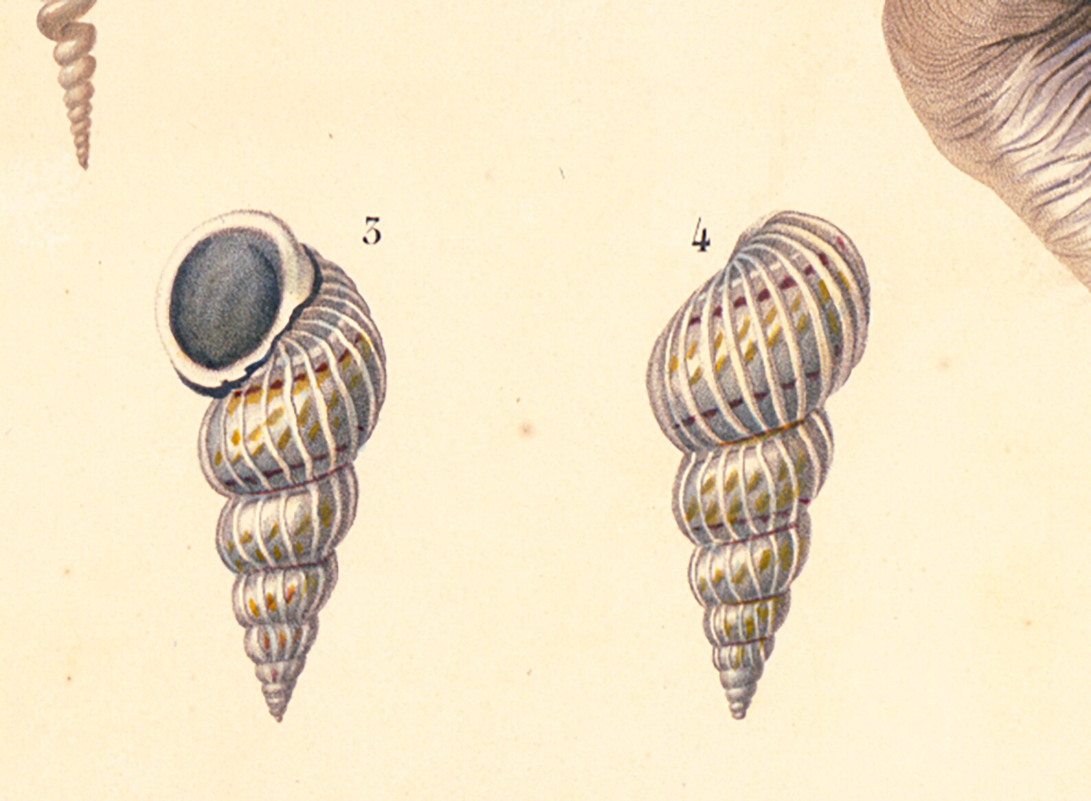 1861 Oreilles de mer Orbigny Planche Originale Ormeau Vermet | Etsy France