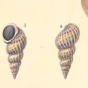 1861 Oreilles de mer Orbigny Planche Originale Ormeau Vermet - Etsy France