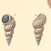 1861 Oreilles de mer Orbigny Planche Originale Ormeau Vermet - Etsy France