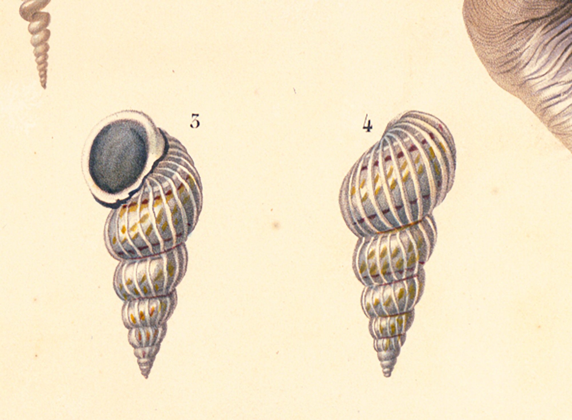 1861 Oreilles de mer Orbigny Planche Originale Ormeau Vermet | Etsy