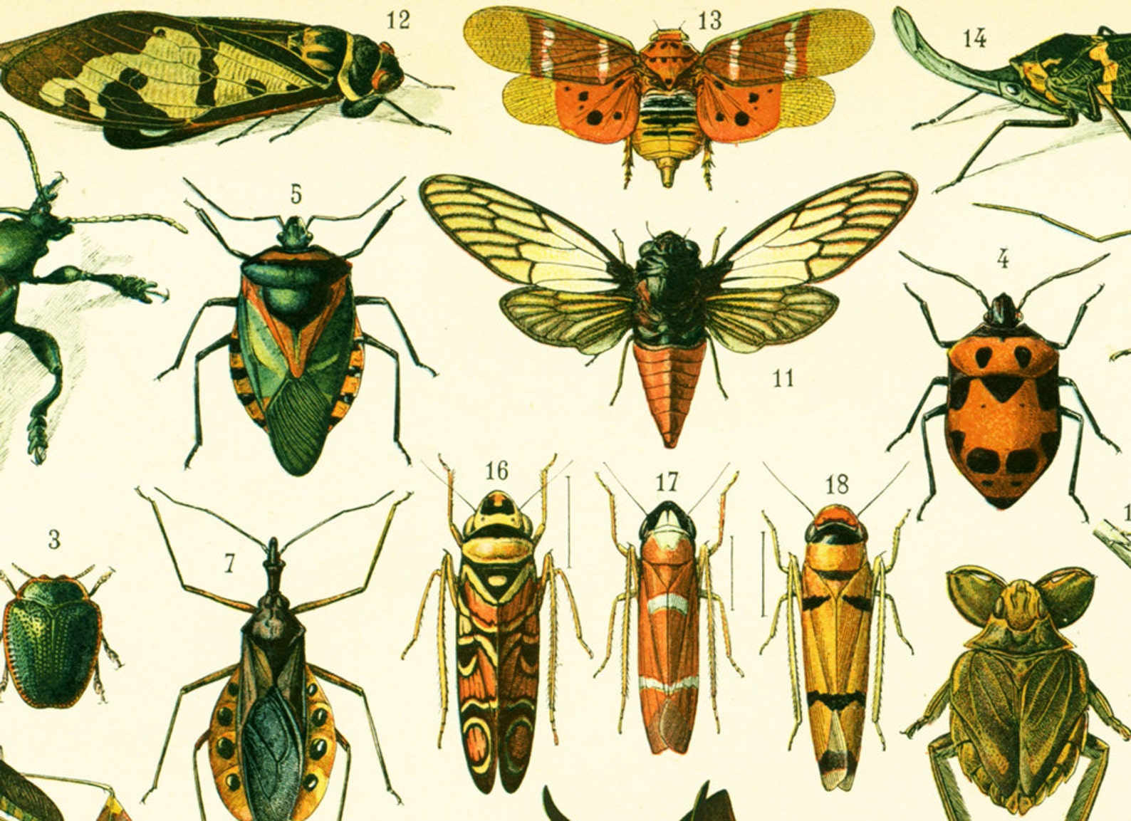 1897 Insectes Planche Originale Cigales Nouveau Larousse illustré Grand ...