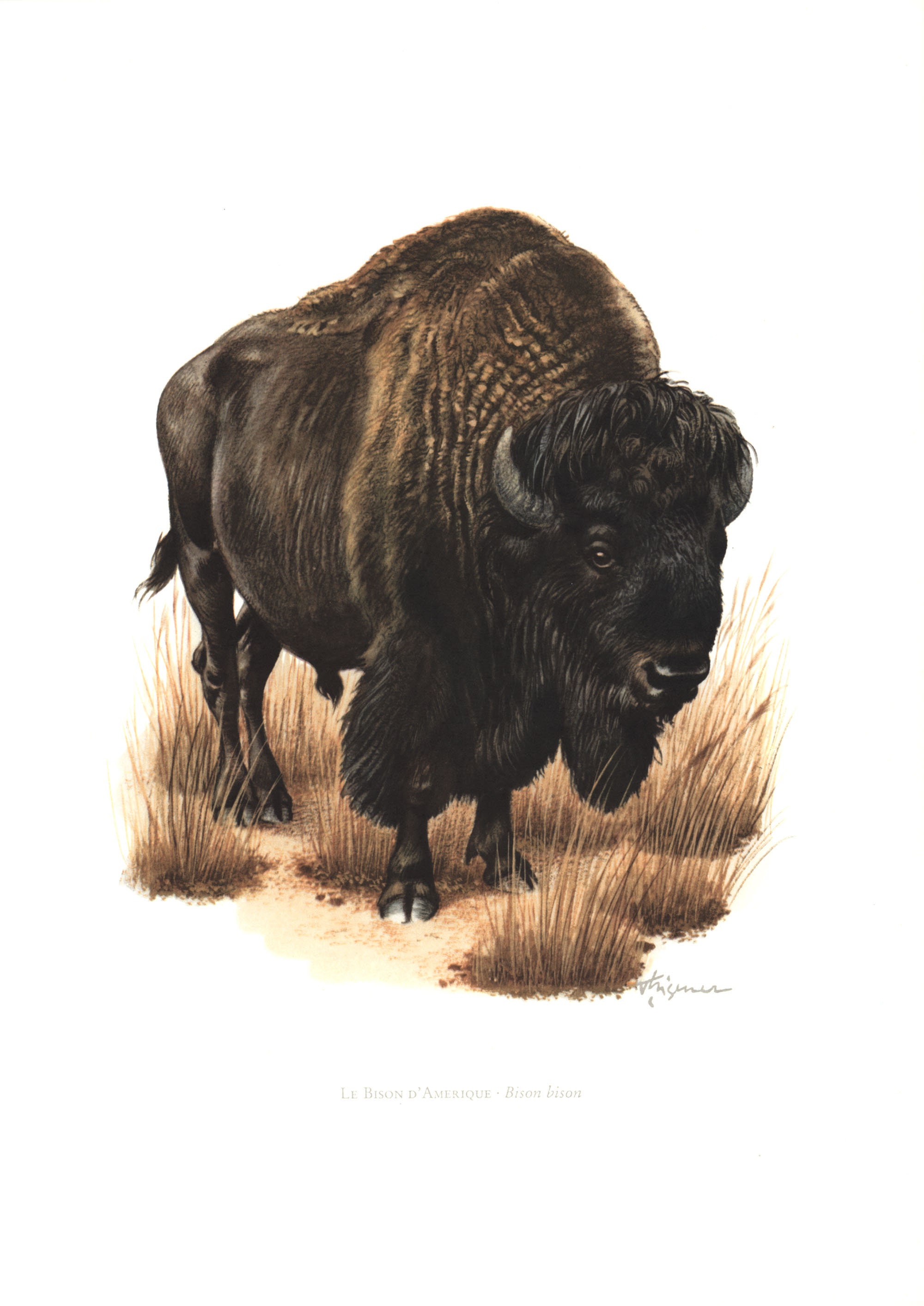 1974 American Bison Vintage Illustration, Deer Art Print, Ruminant Wild ...