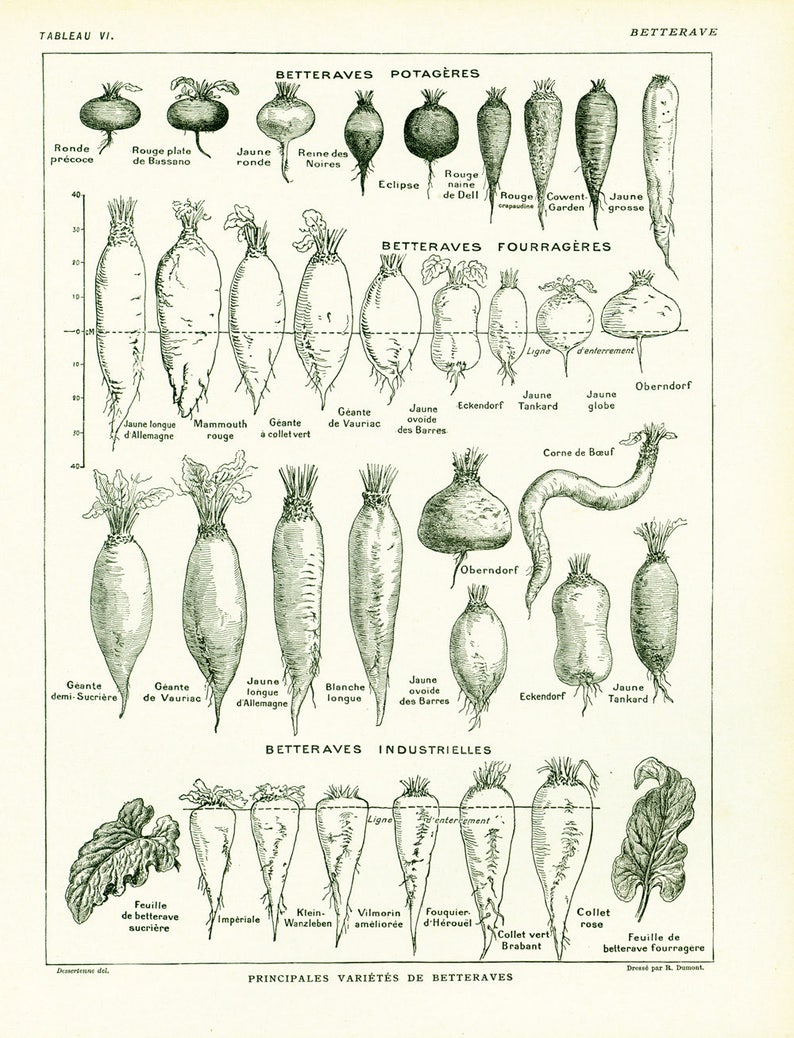 1922 Antique Beetroot Print Sugar Beet Cultivar Vegetables - Etsy