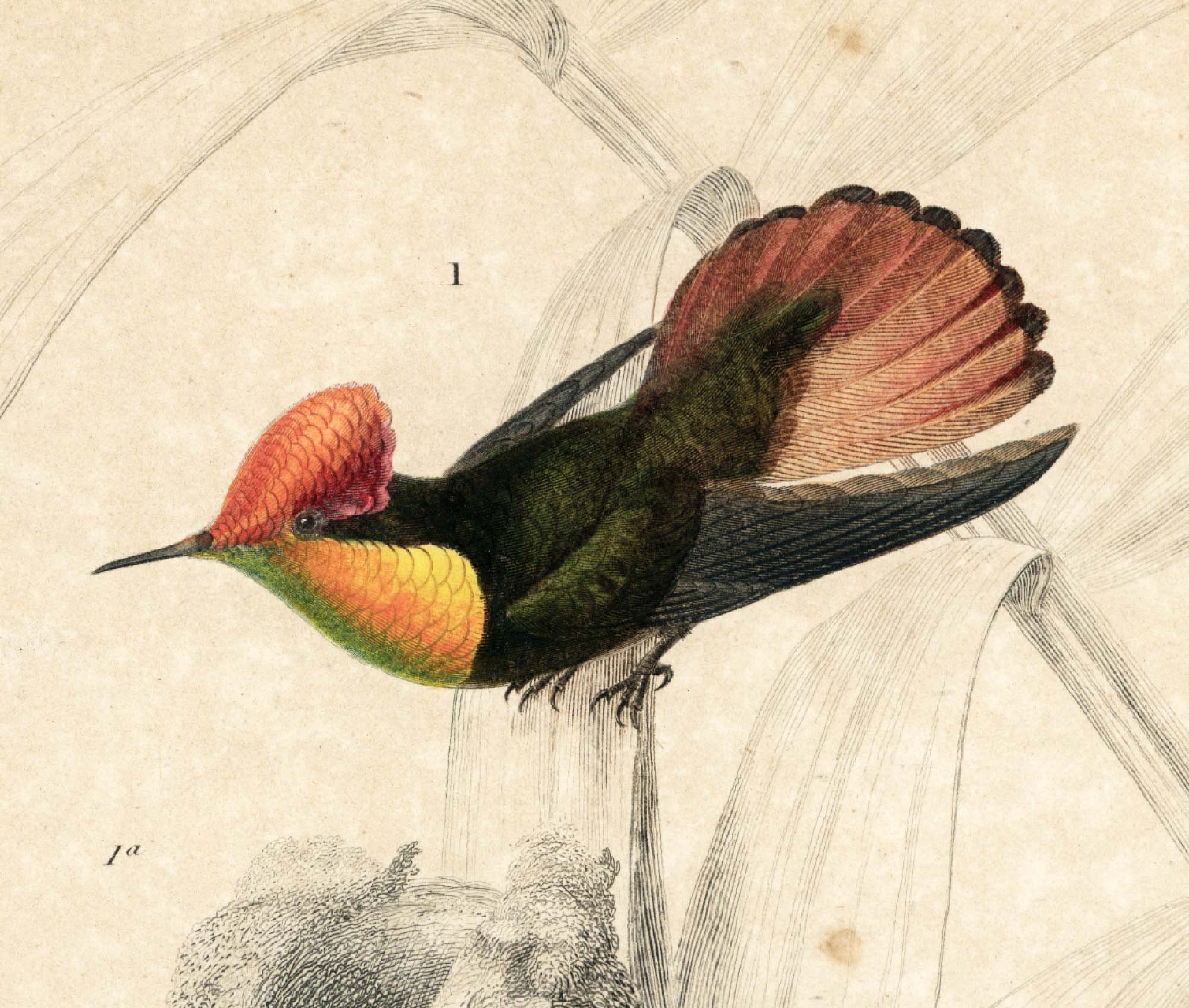 1861 Hummingbird and Nest Antique Engraving Hand Colored | Etsy