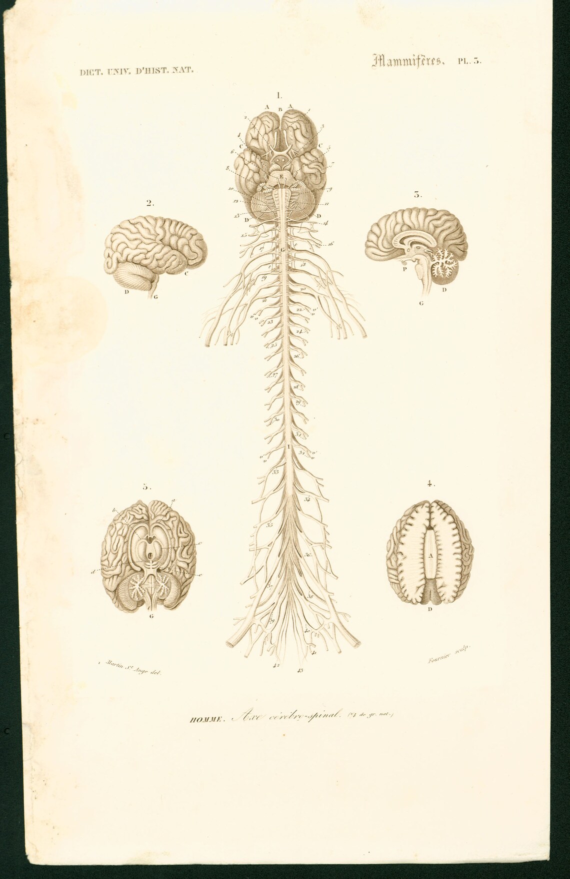 1861 Antique Brain Print imagery Central nervous system by | Etsy