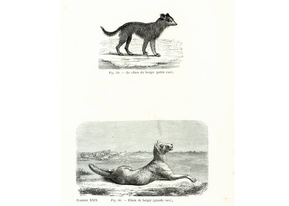 1867 Antique Dog Prints Briard Herding Dog Working Dog | Etsy