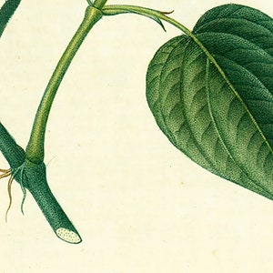 1814 Betel Leaf Piper Betle Antique Print Plant Natural History ...