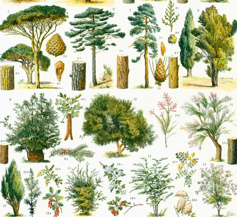 1933 Illustration ancienne Forêt Arbres forestiers Résineux | Etsy