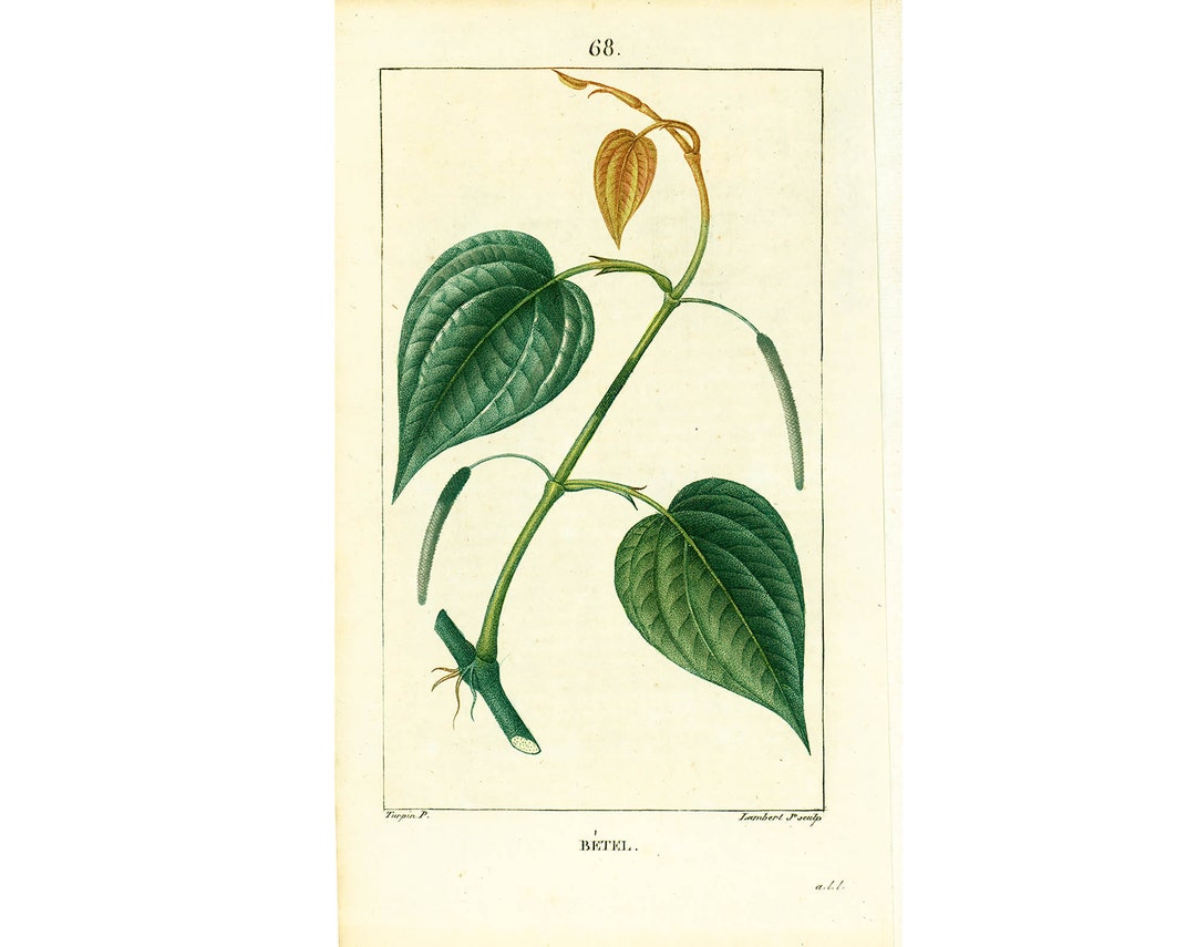 1814 Betel Leaf Piper Betle Antique Print Plant Natural History ...