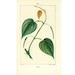 1814 Betel Leaf Piper Betle Antique Print Plant Natural History ...