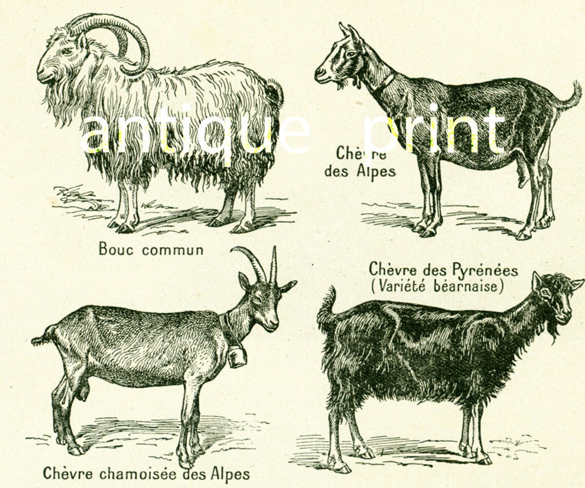 1922 Antique Domestic GOAT Print. Farming. Vintage FRENCH - Etsy
