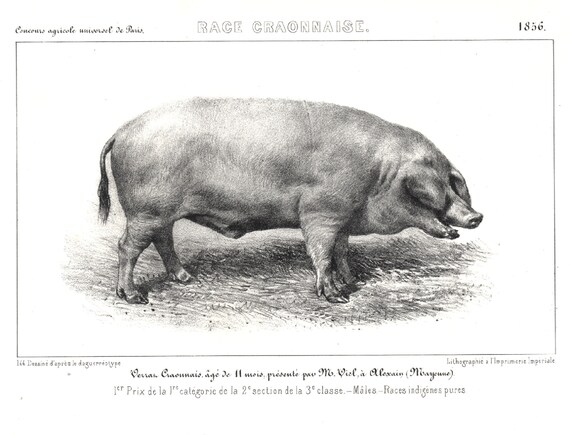 1856 French Domestic Pig Breed Sow Hog Swine Antique Champion - Etsy