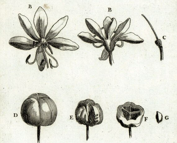 Asphodel Drawing