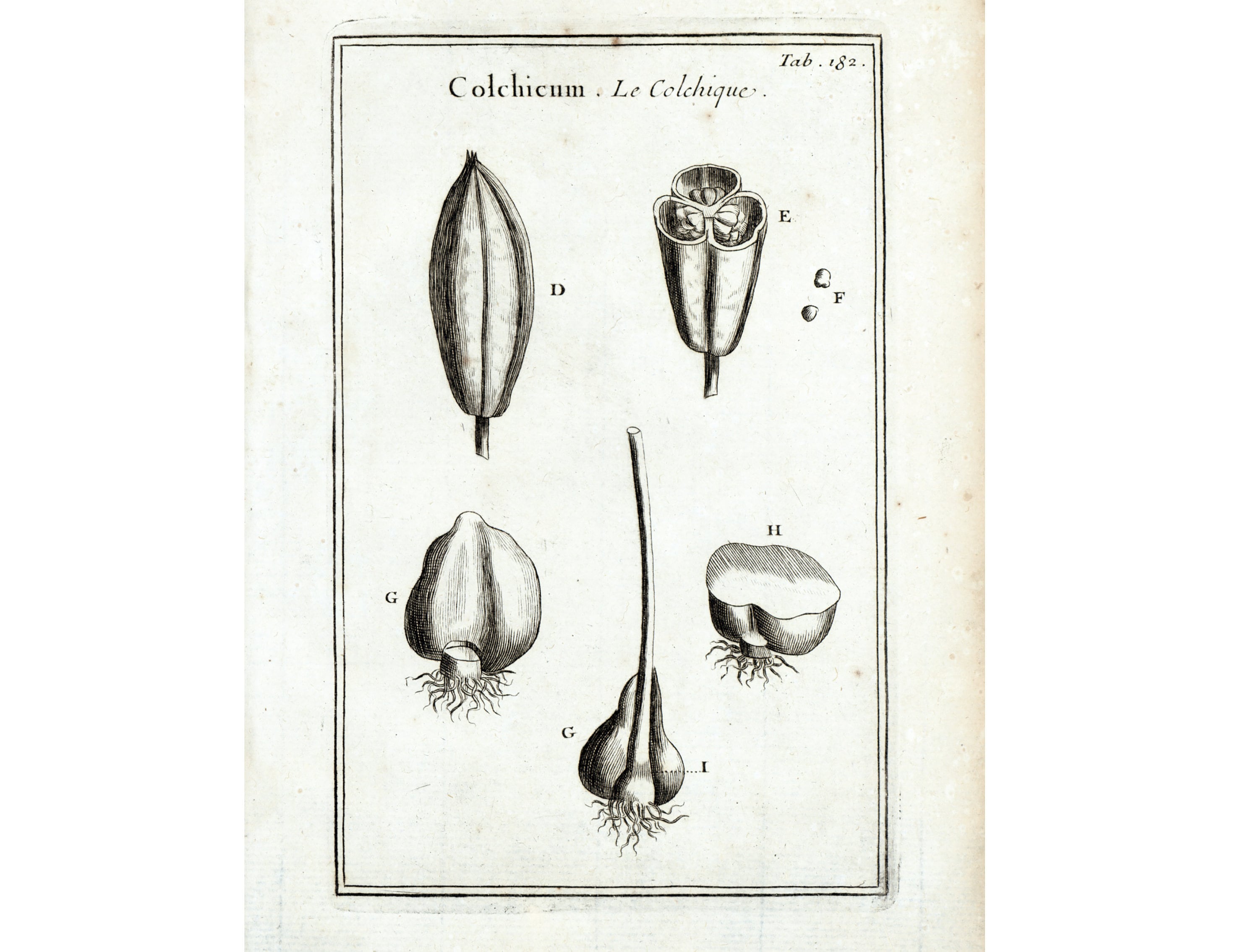 1797 Antique Colchicum Bulb Seeds Plant Anatomy Print Phytotomy ...