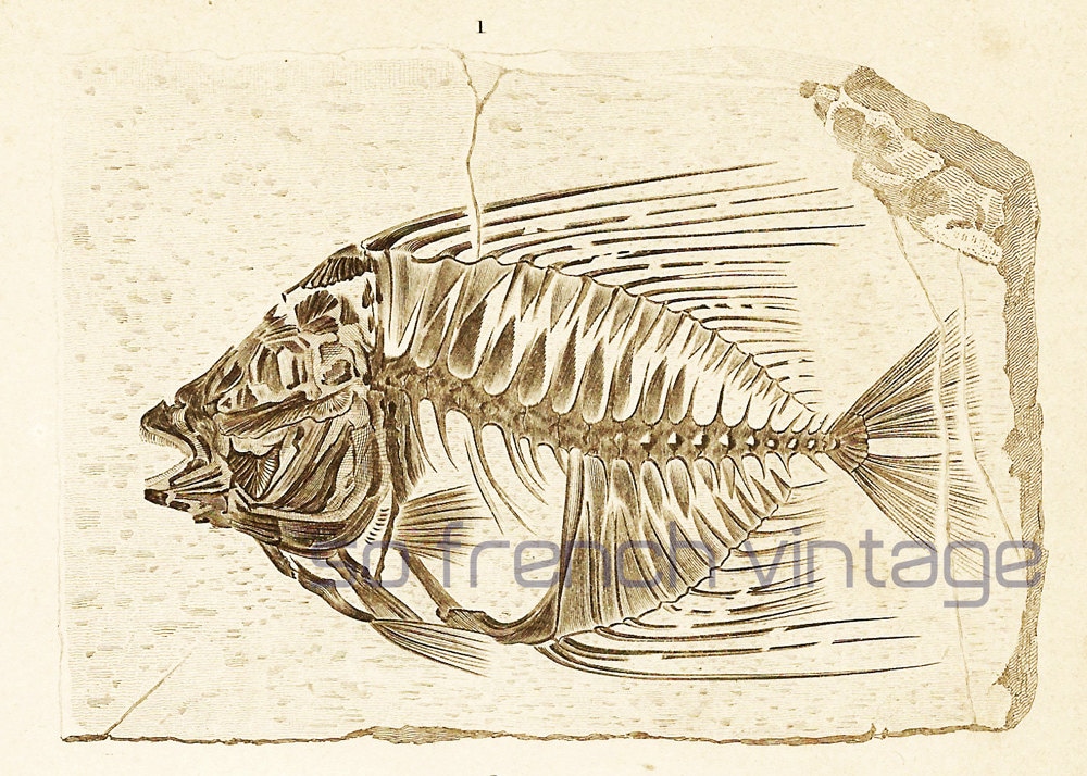 Fish Fossil Drawing