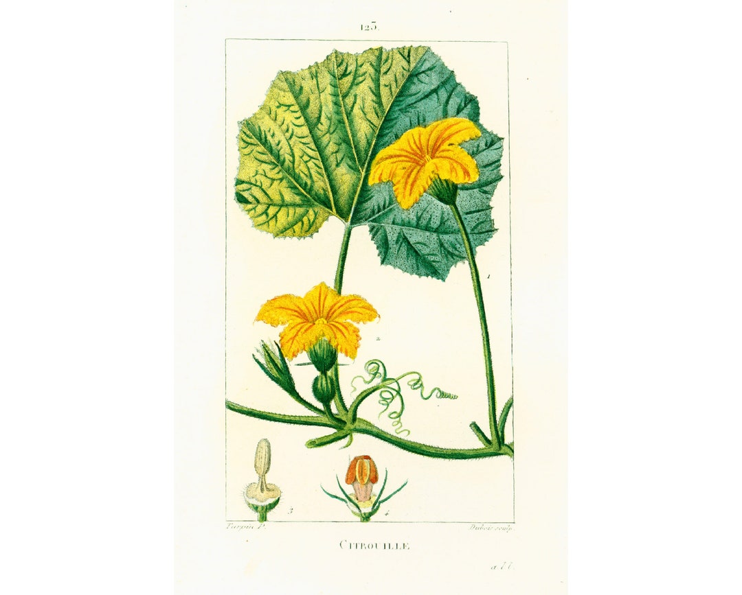 1831 Pumpkin Cucurbita Pepo Antique Print Fruit Vegetable Plant Natural ...
