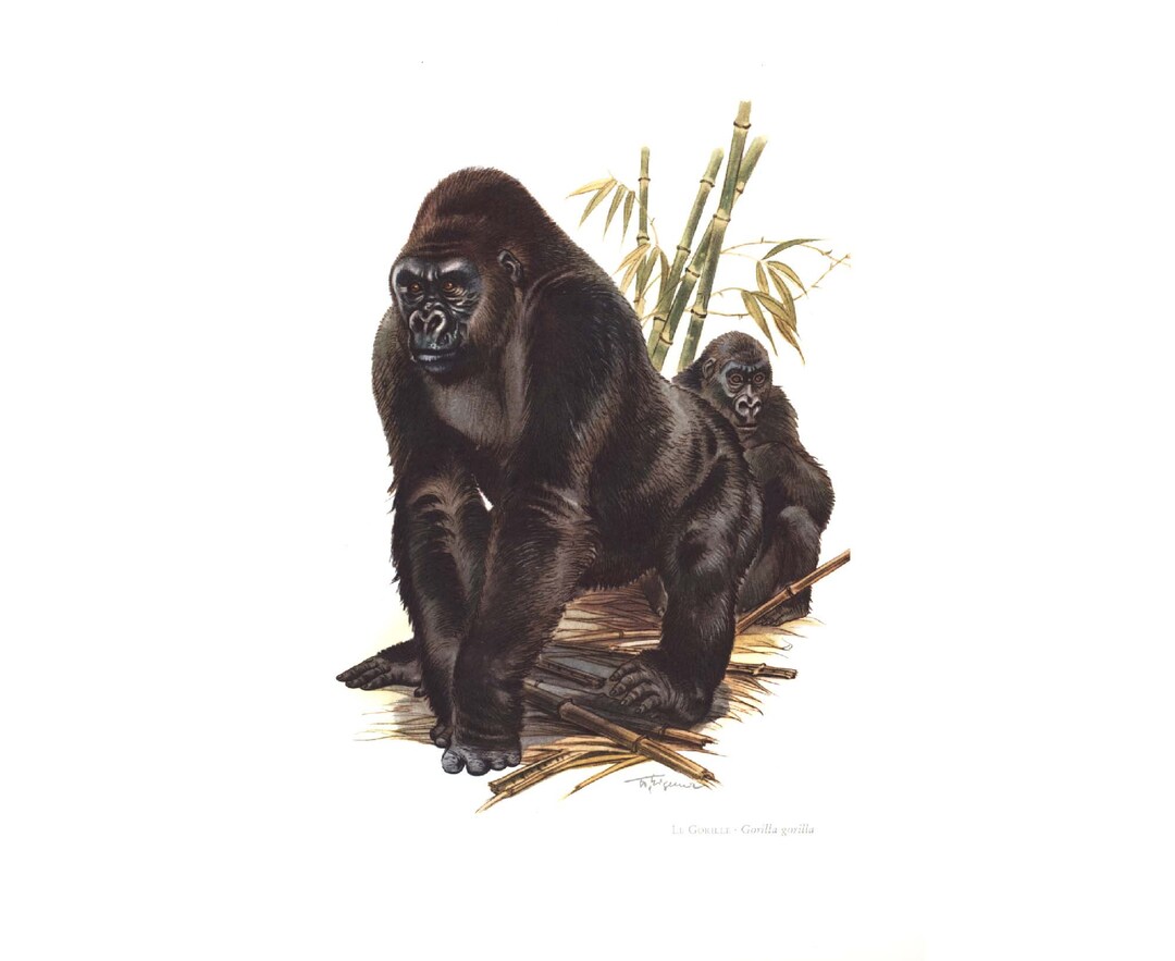 1974 Gorillas Vintage Illustration, Primates Art Print, Wild Animal ...
