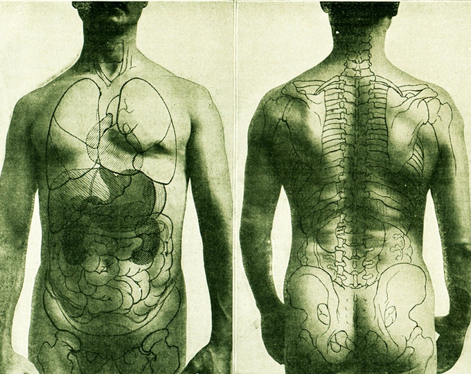 1912 Corps Humain Anatomie Visceres Abdomen Squelette Tatouage Planche ...