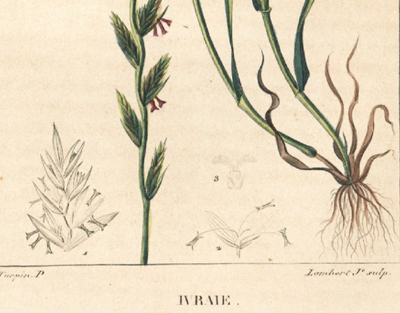 Poison Grass Drawing