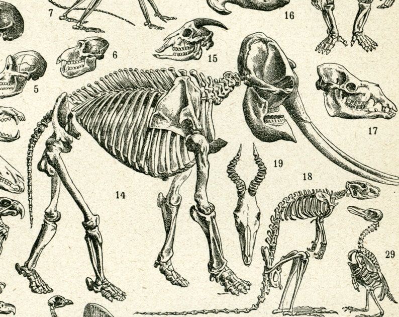 1930 Anatomie Squelette Animaux Dinosaure Elephant Poisson | Etsy