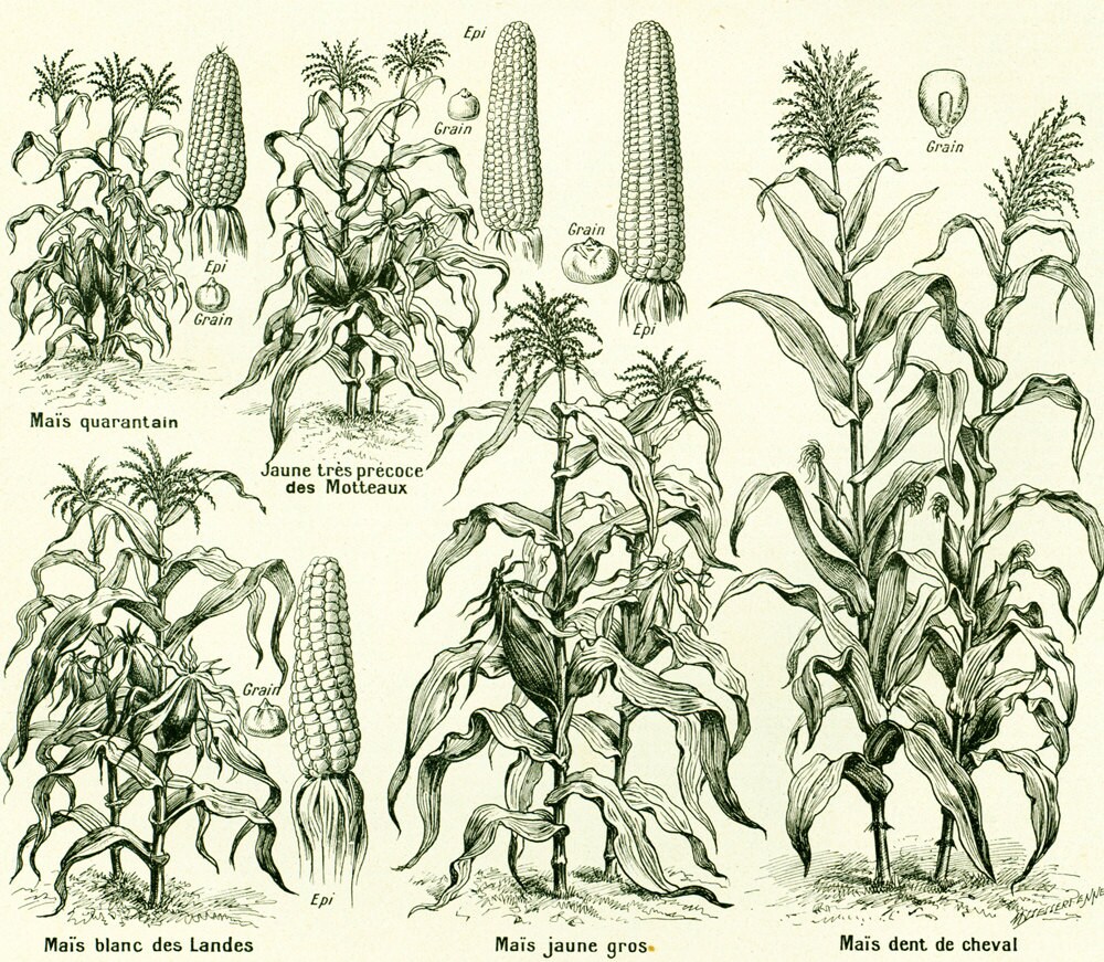 1922 Antique Corn Print Vintage Botanical Fruits Vegetables | Etsy