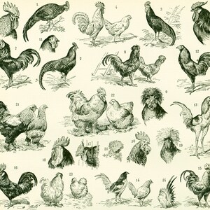 1897 Antique Chicken Breeds Print Original Larousse - Etsy