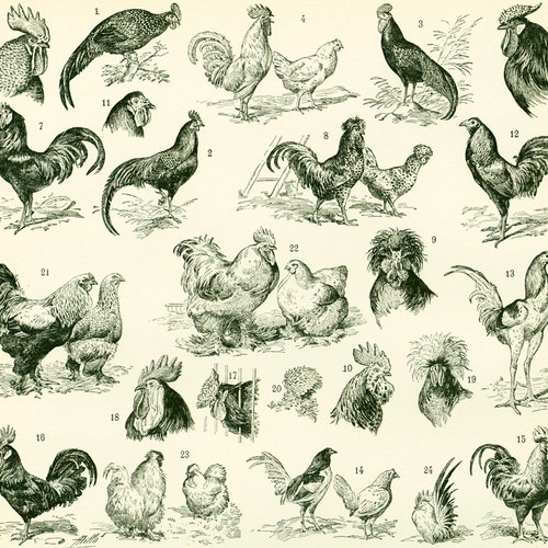 1897 Antique Chicken Breeds Print Original Larousse - Etsy