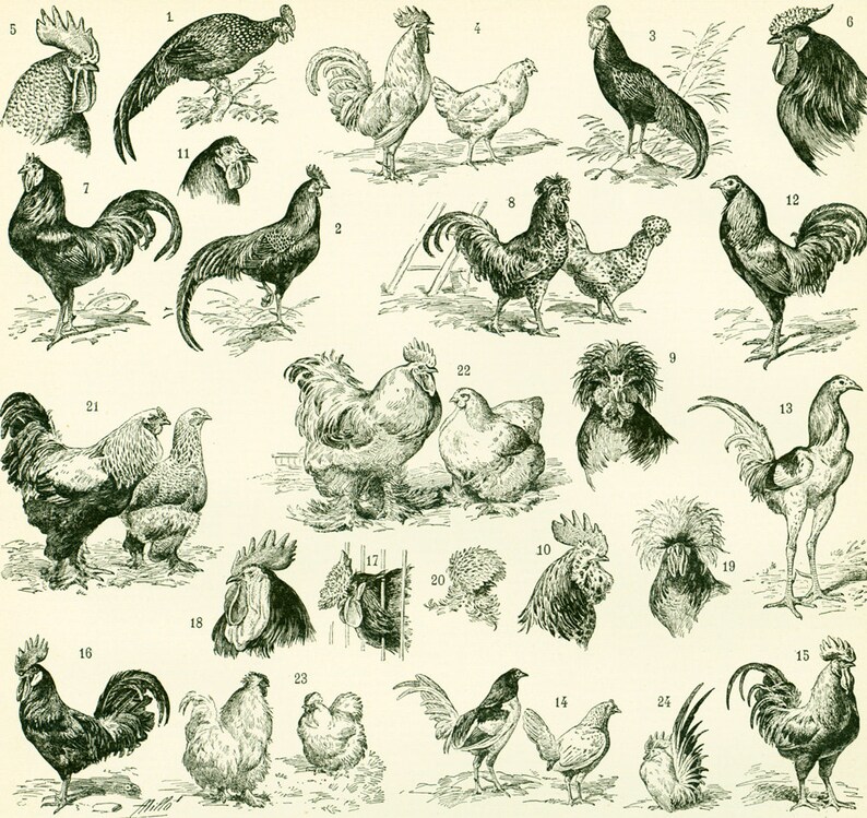 1897 Antique Chicken Breeds Print Original Larousse - Etsy