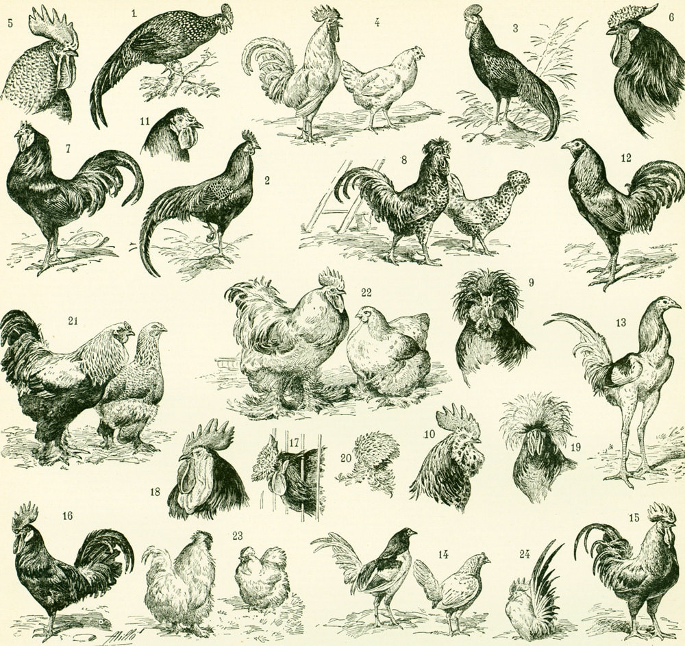 1897 Antique Chicken Breeds Print Original Larousse - Etsy