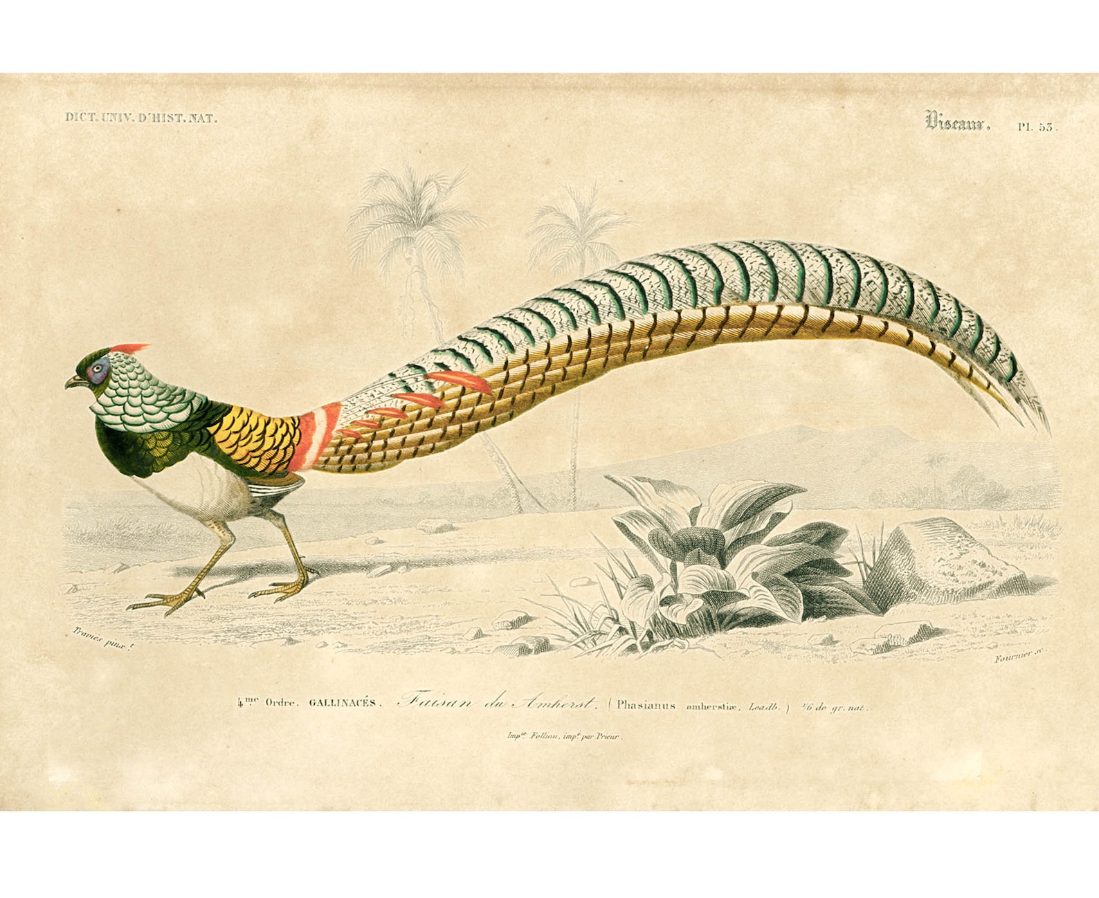 1861 Lady Amherst's Golden Pheasant Antique Engraving Hand - Etsy UK