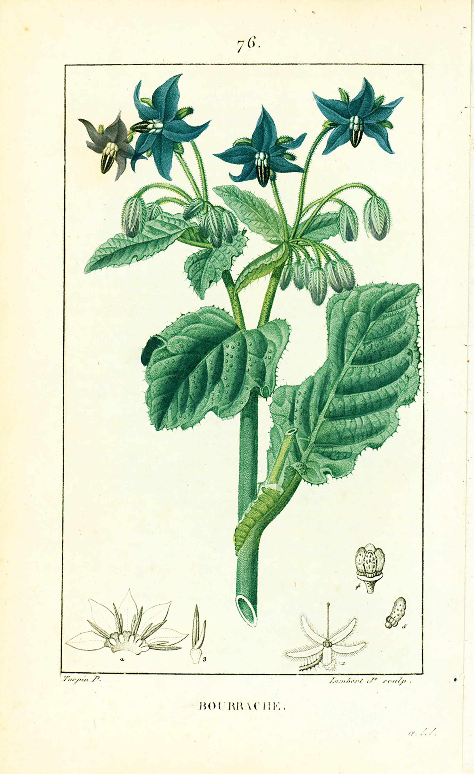 Borage Flower Drawing