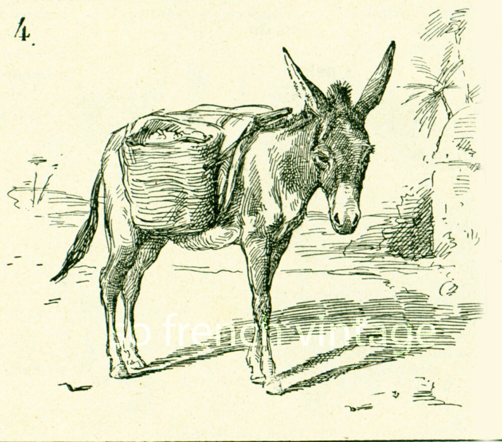 1922 Antique DONKEY Print. Vintage FRENCH PRINT. Scrapbooking. Larousse ...