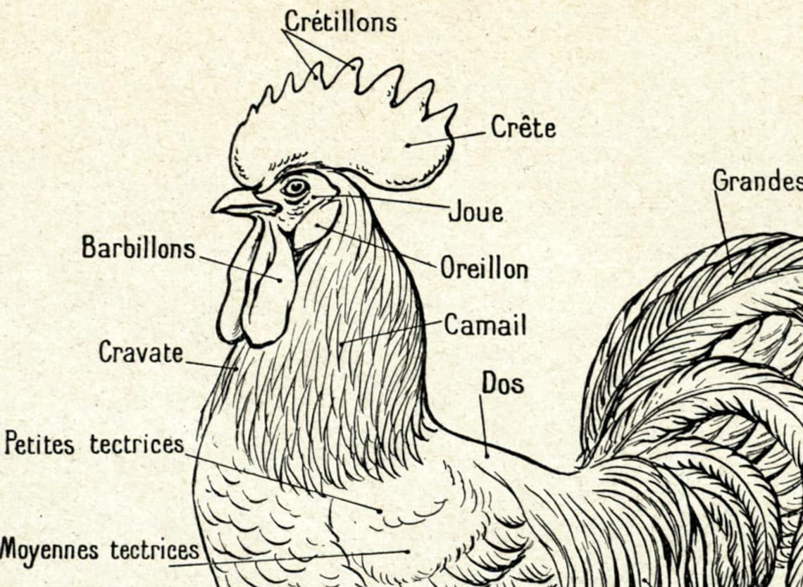 1922 Anatomie Squelette Poule Coq Oiseau. Planche illustrée - Etsy Canada