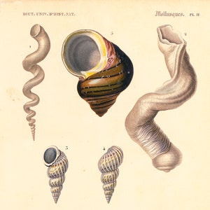 1861 Oreilles de mer Orbigny Planche Originale Ormeau Vermet | Etsy France