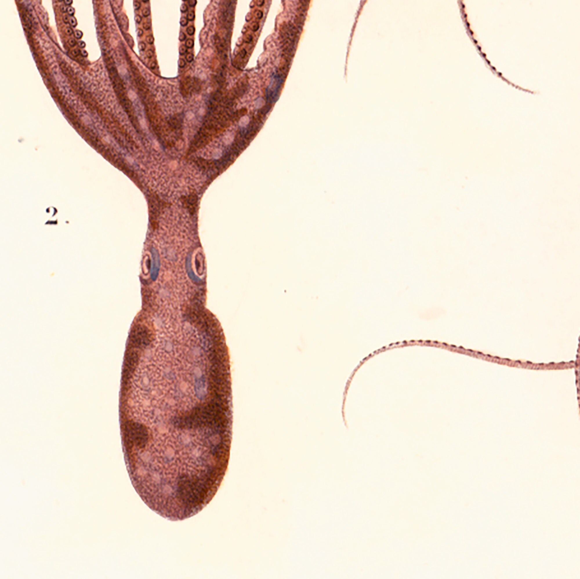 1861 Octopus Antique Print by Orbigny Original Engraving Sea - Etsy