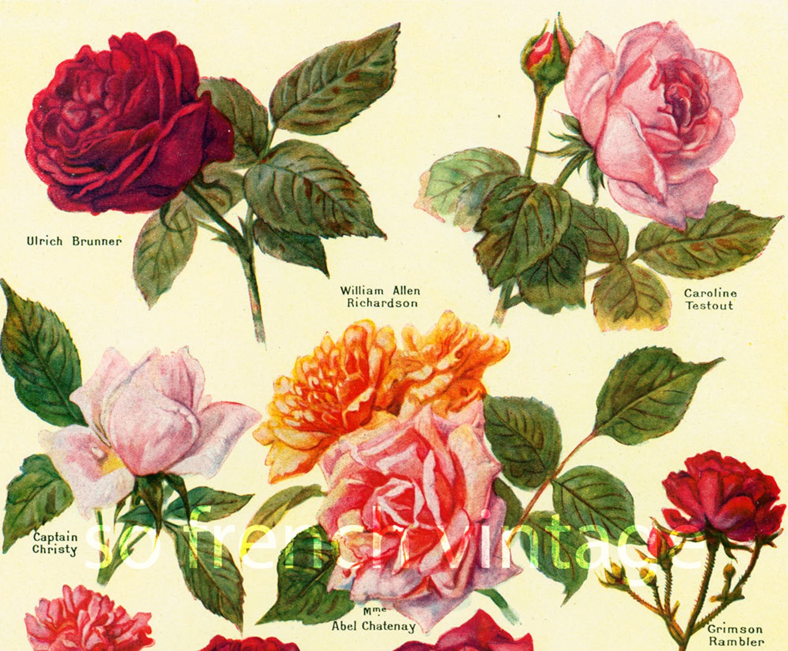 1922 OLD GARDEN ROSES. Antique Flower Print. Roses Lithograph. | Etsy
