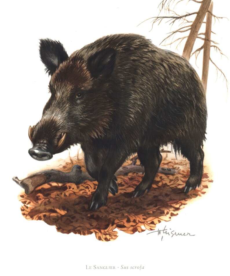 1974 Wild Pig Swine Boar Vintage Illustration, Animal Art Print, Wild ...