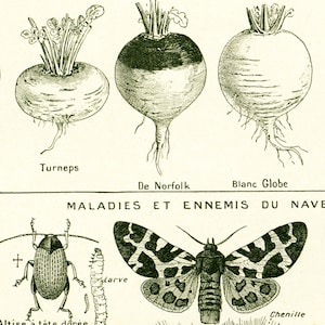 1922 Vintage Vegetable Print, Antique Turnip Print, Root Veg, Original ...