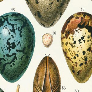 1933 Antique Eggs Identification Chart Print, Vintage Bird Eggs Print ...
