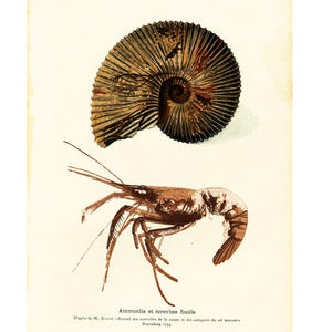 1908 Antique Ammonite Crawfish Print, Original Antique Fossil ...