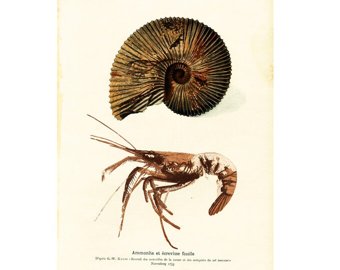 1908 Antique Ammonite Crawfish Print, Original Antique Fossil ...