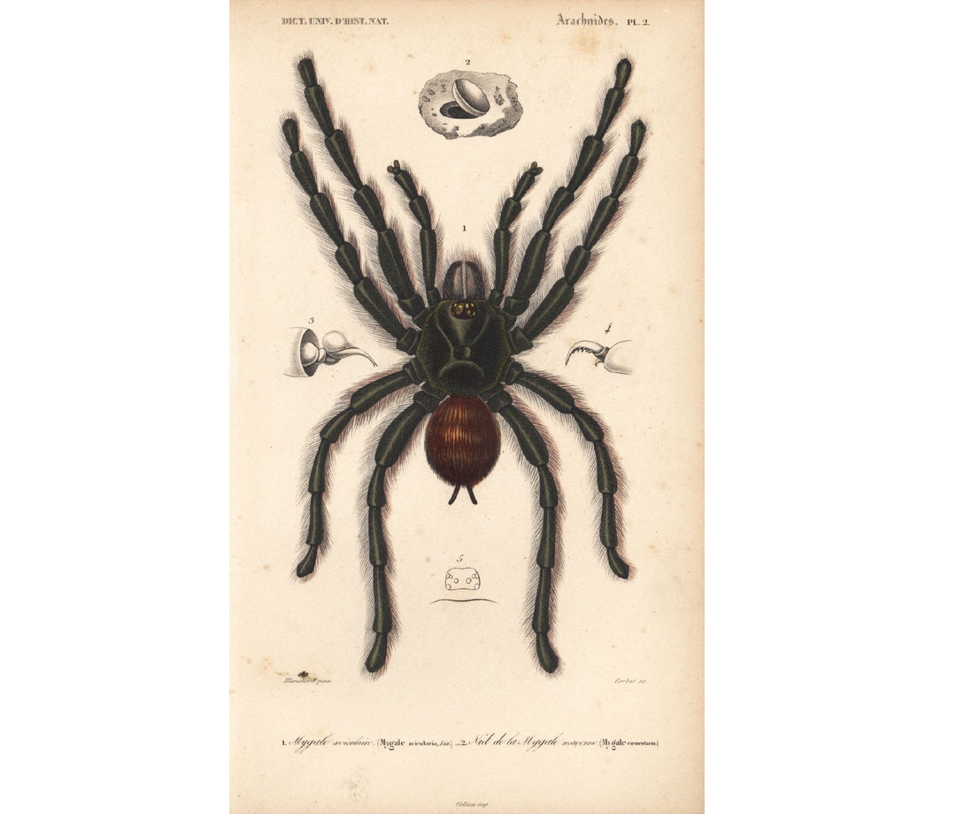 1861 Mygale Tarentula Spider Original Print by Ch. Orbigny - Etsy