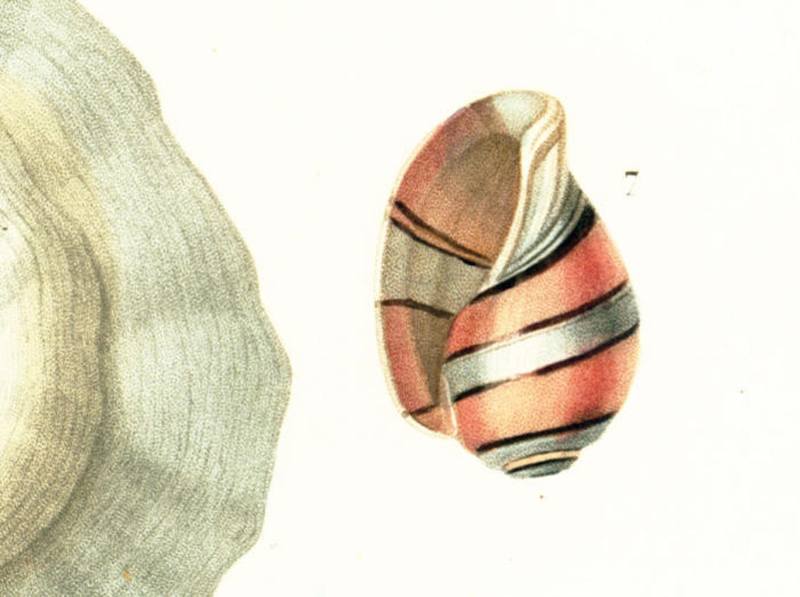 1861 Shells Bulla by Ch. Orbigny Original Antique Print | Etsy