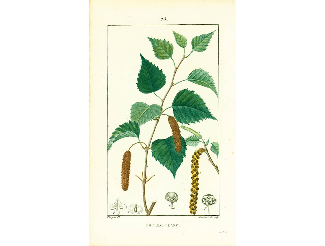 1814 Antique Silver Birch Betula Pendula Flower Catkins Print Natural ...