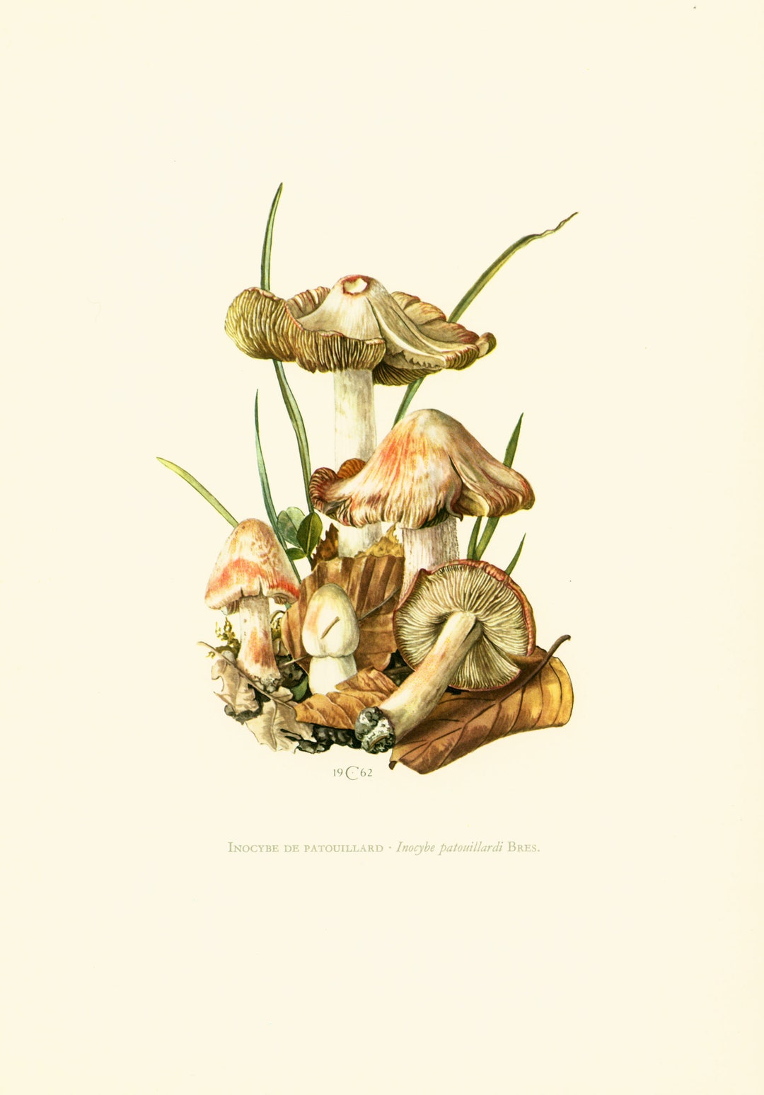 1962 Deadly Fibrecap Red-staining Inocybe Fungi Art Print Fungus Wall ...