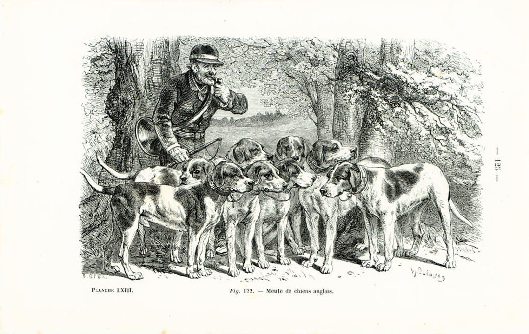 1867 Antique Dog Print Hunting Dog Illustration Drawing Wall - Etsy